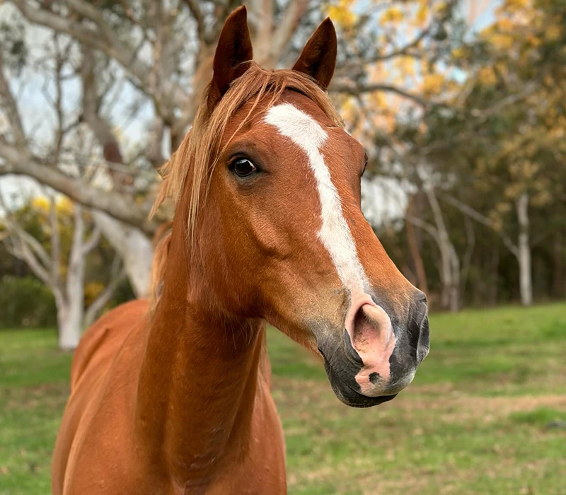 Ask Maddy - Whitford Equestrian